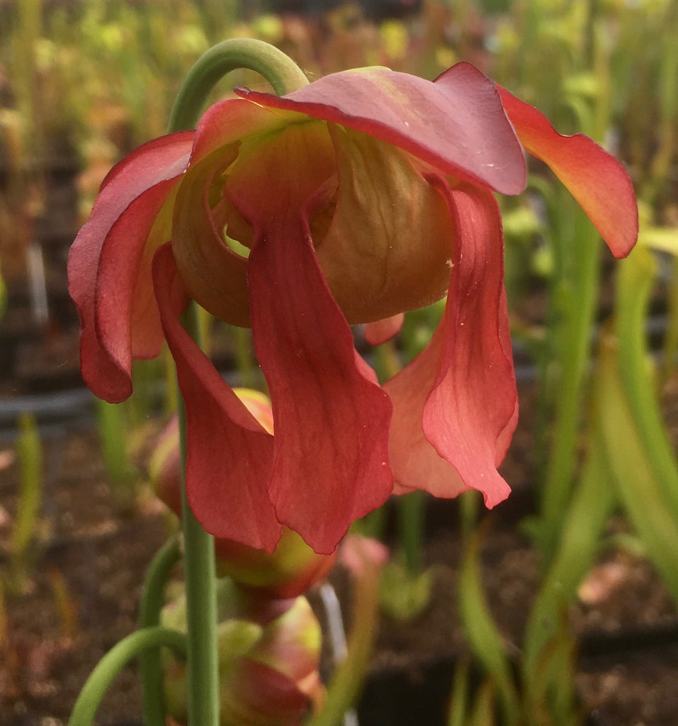 Sarracenia cv 'Judith Hindle' – Carniflore
