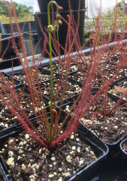 Drosera filiformis var. floridana – Carniflore