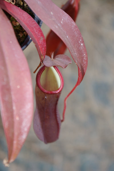 Nepenthes "rebecca soper" – Carniflore